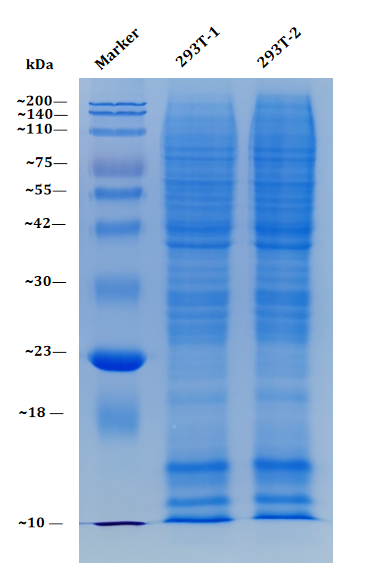 Cell Protein Extraction Kit